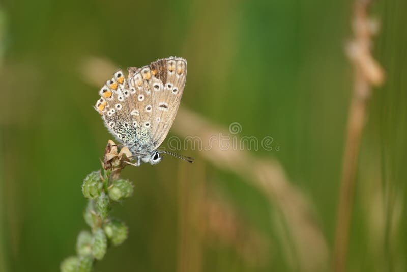 Brown Argus Butterfly with Damaged Wings Stock Image - Image of wild ...