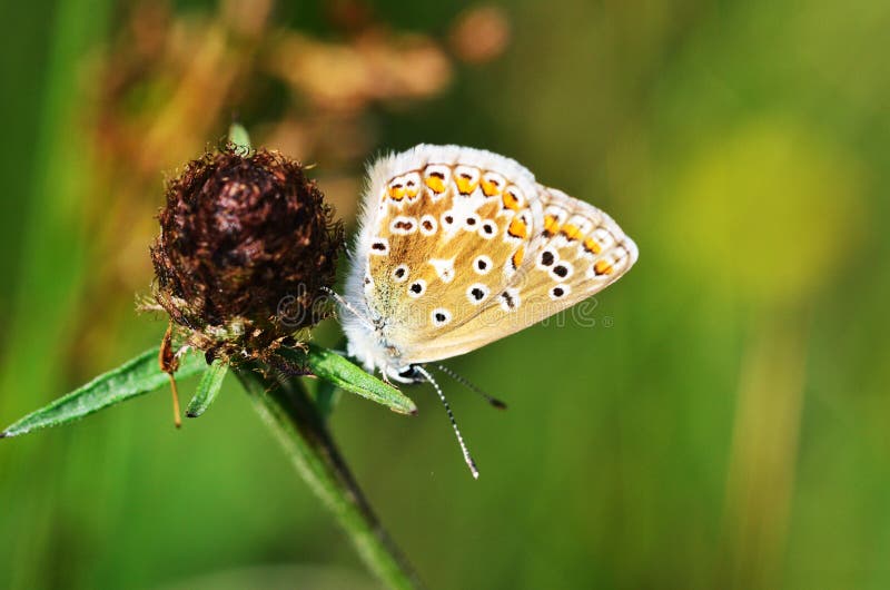 Brown Argus Butterfly stock photo. Image of aricia, spring - 43194422