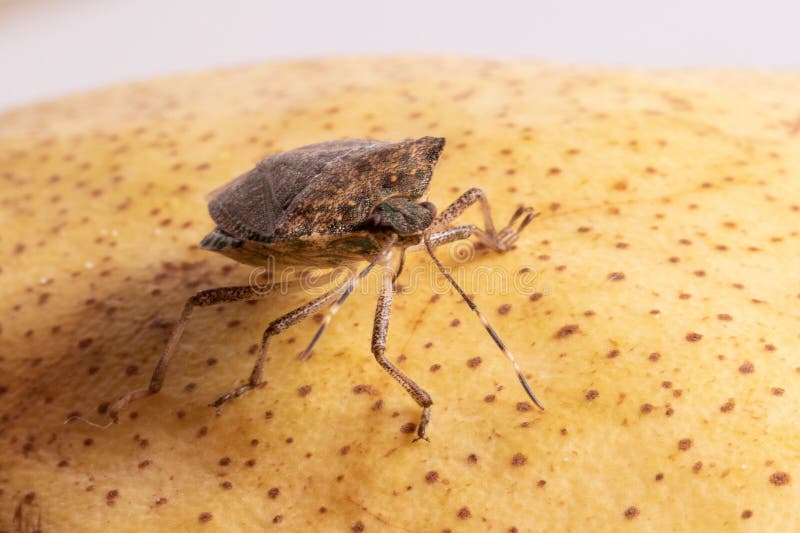 Brown Marmorated Stink Bug Close Up Dorsal View on a Pear Stock Image ...