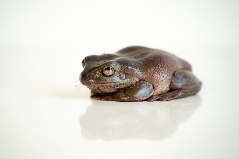 487 Australian Litoria Stock Photos - Free & Royalty-Free Stock Photos ...