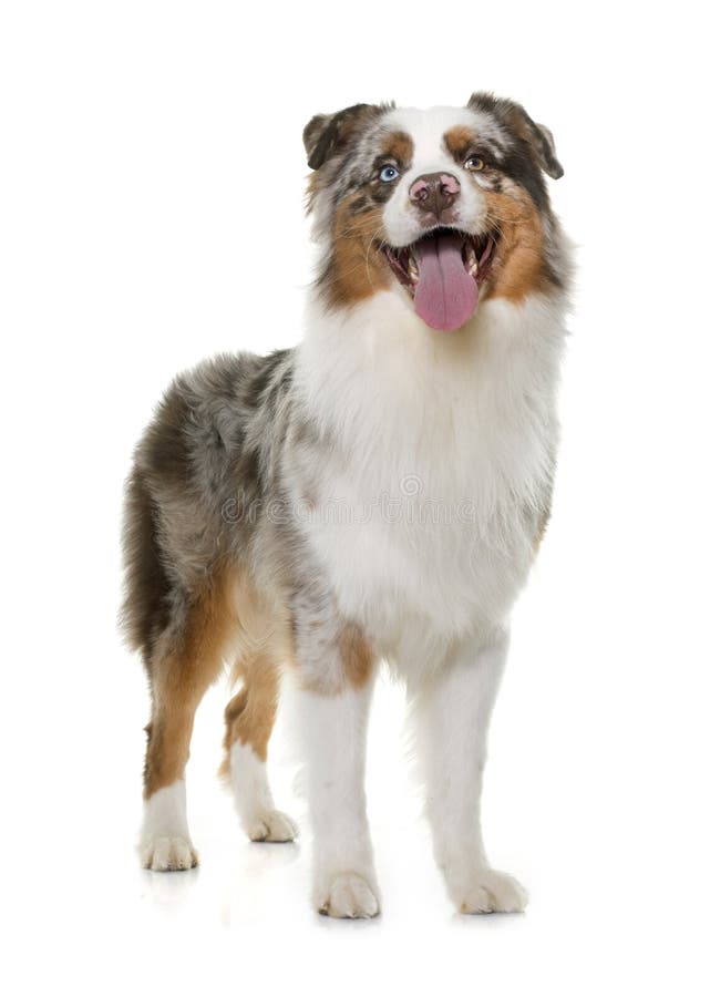 Brown Australian Shepherd Stock Photos - Download 2,919 Royalty Free Photos