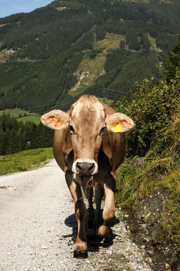 Brown austrian milk cow stock photo. Image of alps, brown - 26792060