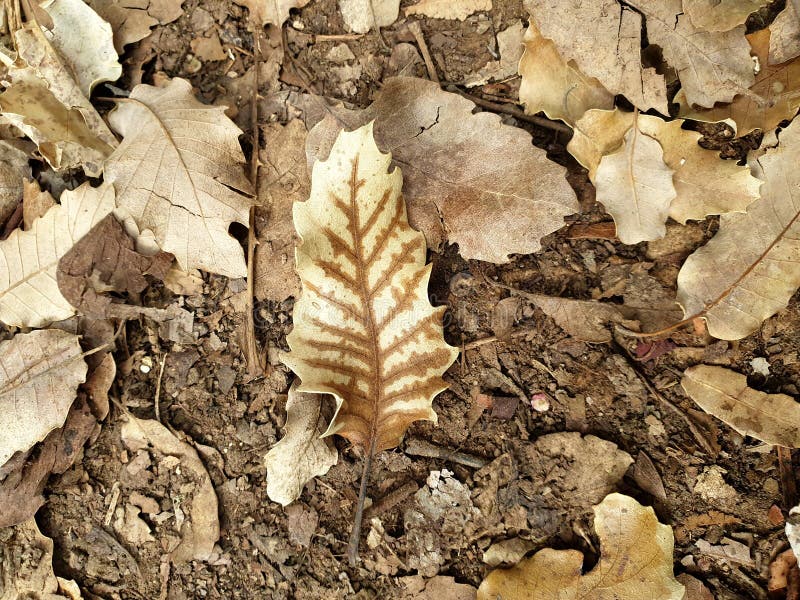 Brown Autumn Fall Leaves Background Stock Photo - Image of closeup ...