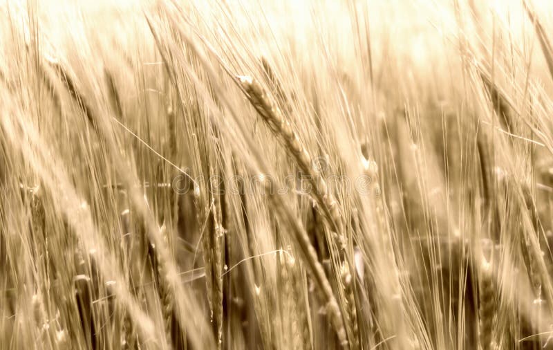 Brown Autumn Field of Wheat Stock Image - Image of healthy, grain: 72557715