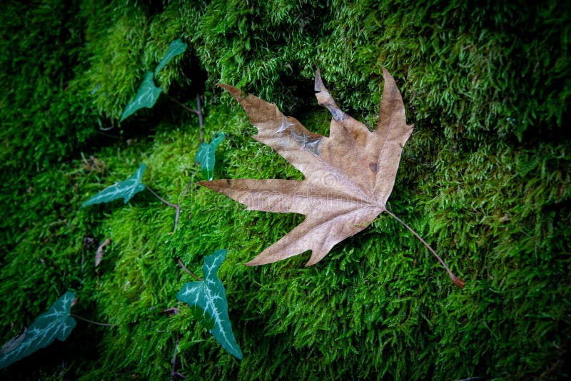 Brown Autumn Leaf on the Green Grass during Autumn Stock Image - Image ...
