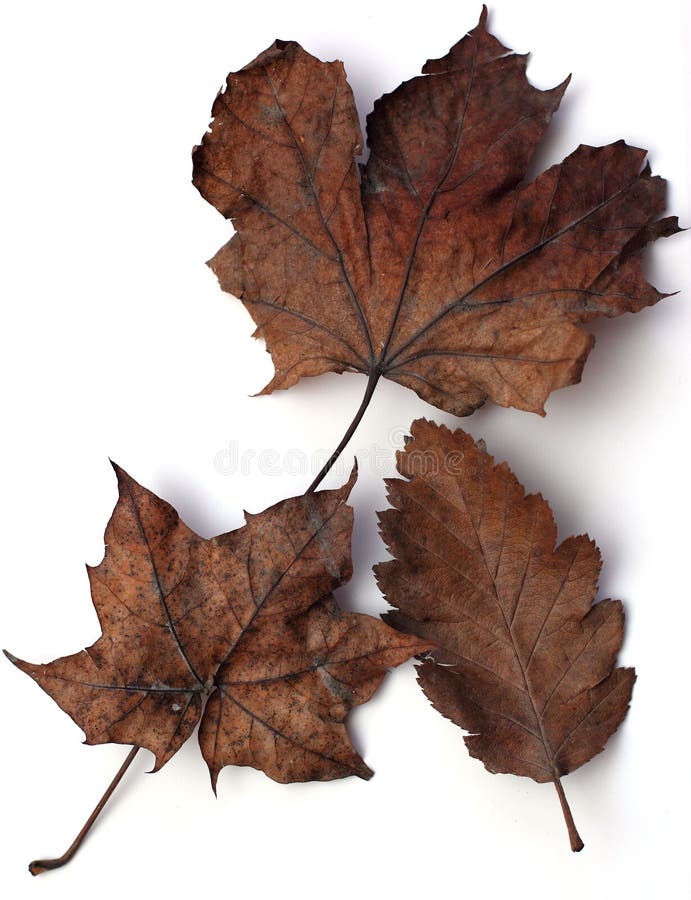 Brown Autumn leaves stock image. Image of venation, isolated - 14000457