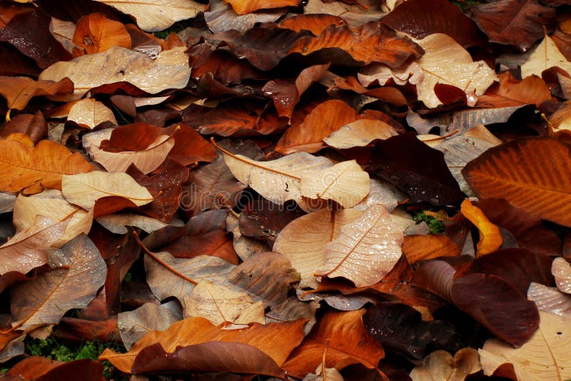 Brown Autumn Leaves Background Stock Photo - Image of autumn, leaf ...