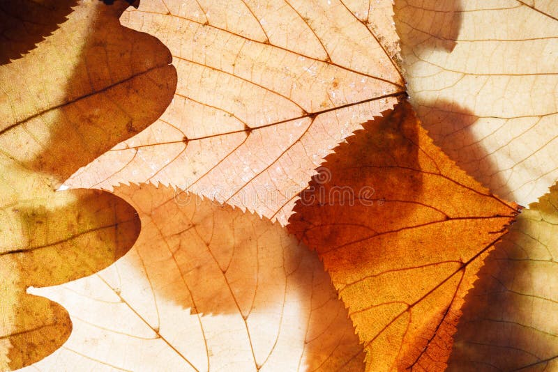 Brown Autumn Leaves. Background for Design Stock Photo - Image of ...
