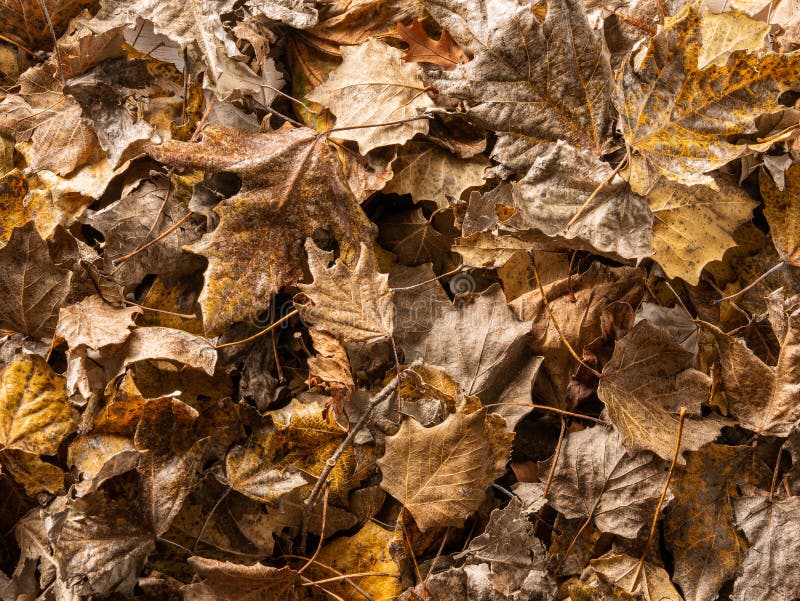 Brown Autumn Leaves Background, Fall Concept Stock Image - Image of ...