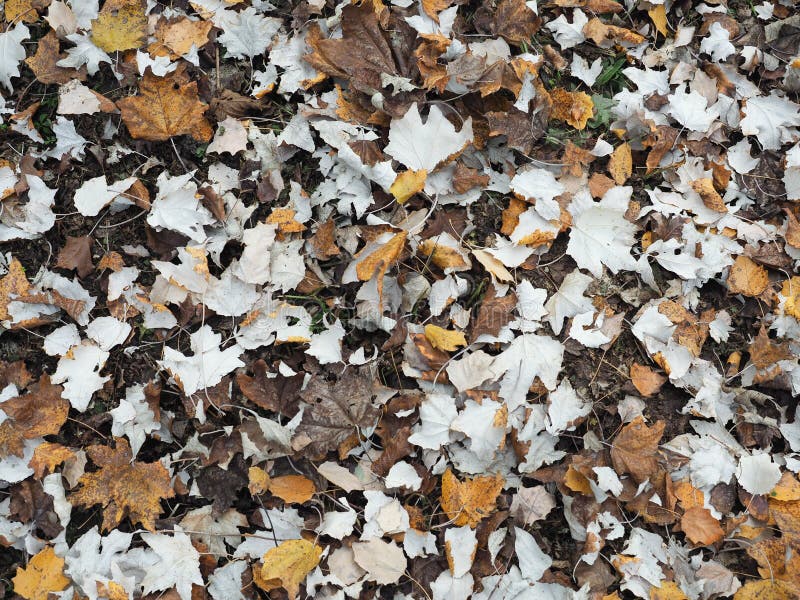 Brown Autumn Leaves Background Stock Image - Image of backdrop, fall ...