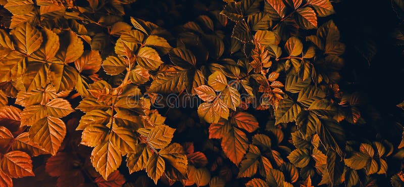 Brown Autumn Leaves in the Dark at Night Stock Photo - Image of ...