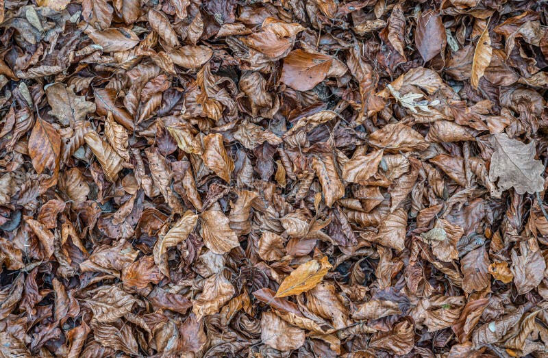 Brown Autumn Leaves Fall Winter Season Background Close Up Pattern ...