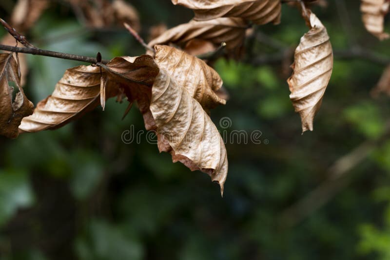 Brown Autumn leaves stock image. Image of fall, pastoral - 145499063