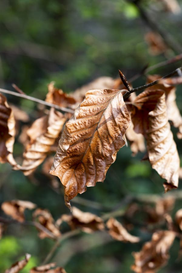 Brown Autumn leaves stock photo. Image of bush, fall - 145499872