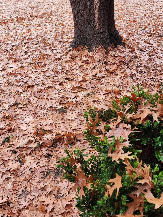 Brown Autumn Leaves Tree and Green Shrub Shrub Stock Photo - Image of ...