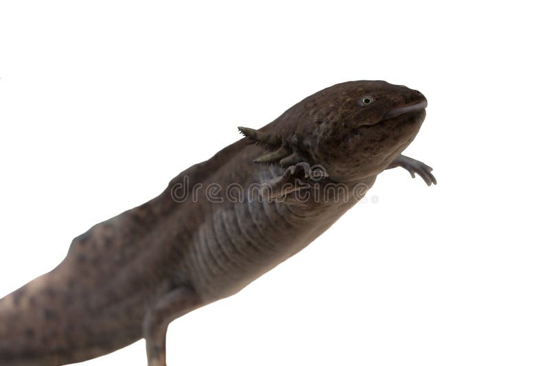 Axolotl on white stock image. Image of stage, salamander - 32366727