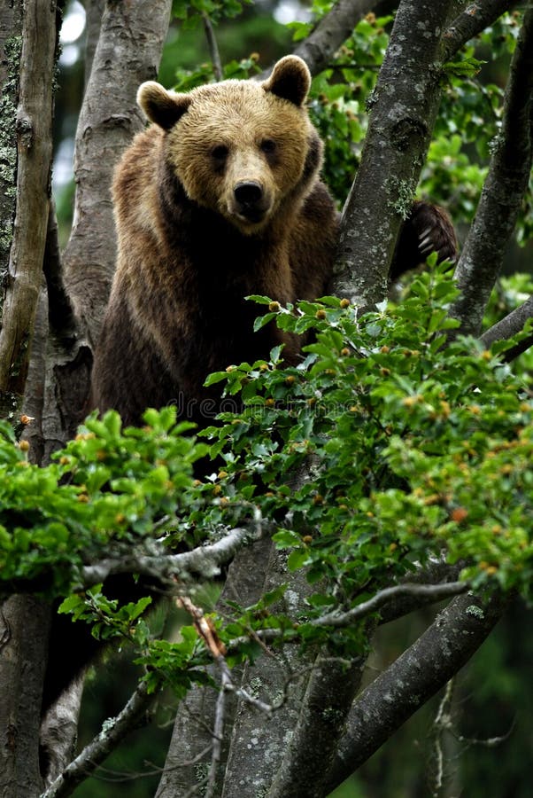 Europäischer Brauner Bär (Ursus Arctos), Stockfoto - Bild von ...