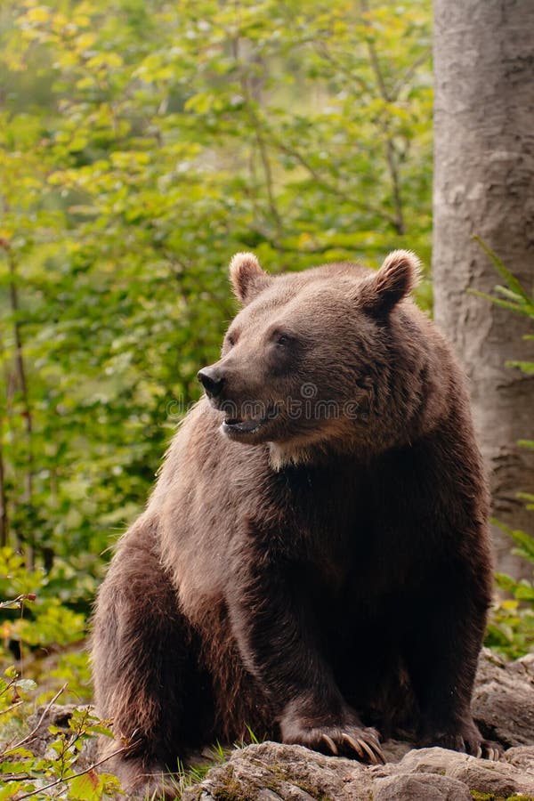 Eurasischer Brauner Bär Im Baum Stockbild - Bild von säugetier, belaubt ...