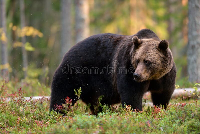 Brown-Bär im Wald stockfoto. Bild von hintergrund, säugetier - 44628154