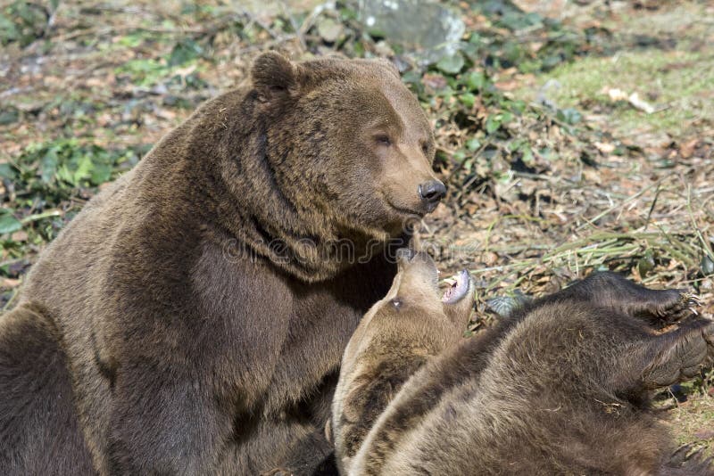 Brown baer stockbild. Bild von überwachung, führen, wildnis - 14107579