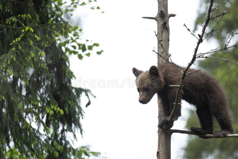 Brown Baby Bear Cub Sitting on a Tree in the Forest Stock Image - Image ...