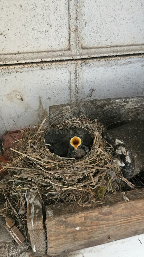 Brown baby bird in nest stock photo. Image of brown - 328543762