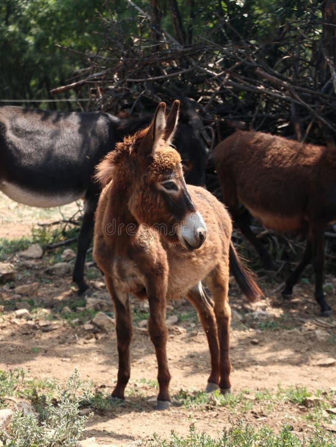 Brown baby donkey in field stock image. Image of brown - 156271713