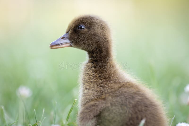 Brown Baby Duckling in the Spring Grass Stock Photo - Image of beak ...