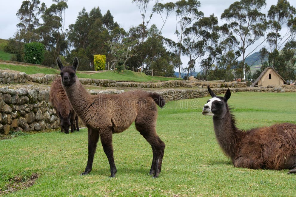 Brown Baby Llama Calf and Mother Stock Image - Image of calf, female ...