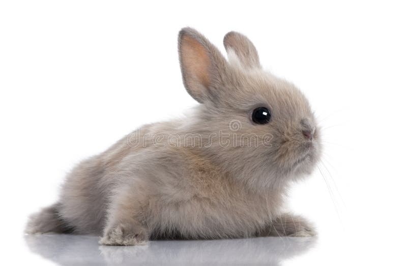 Brown Baby Rabbit (5 Weeks Old) Stock Image - Image of pets, hear: 9893389