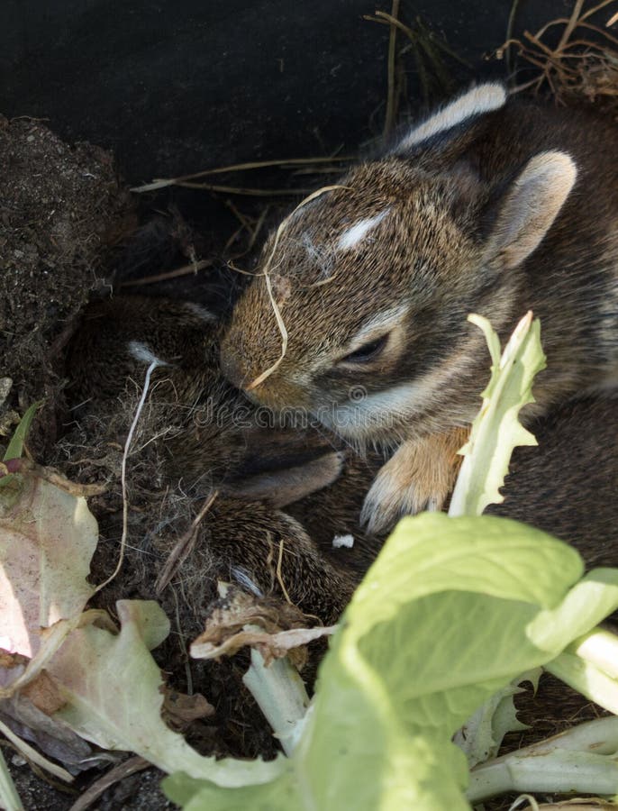Brown baby rabbit stock image. Image of baby, critter - 65621089