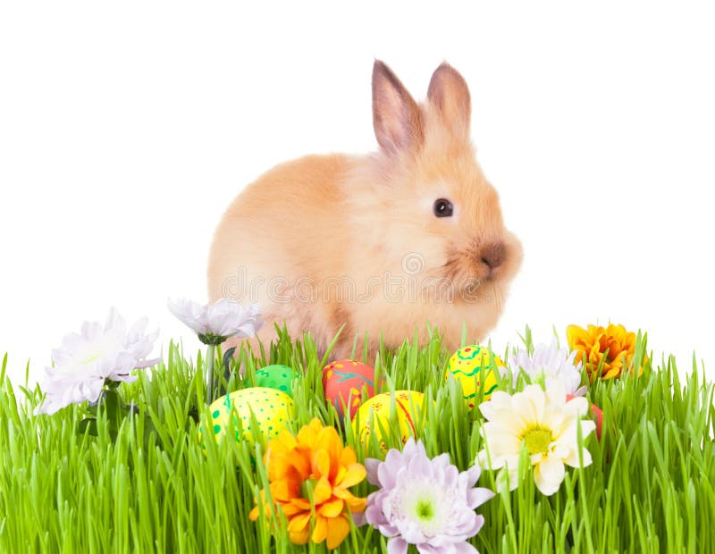 Brown Baby Rabbit in Green Grass with Flowers and Stock Image - Image ...