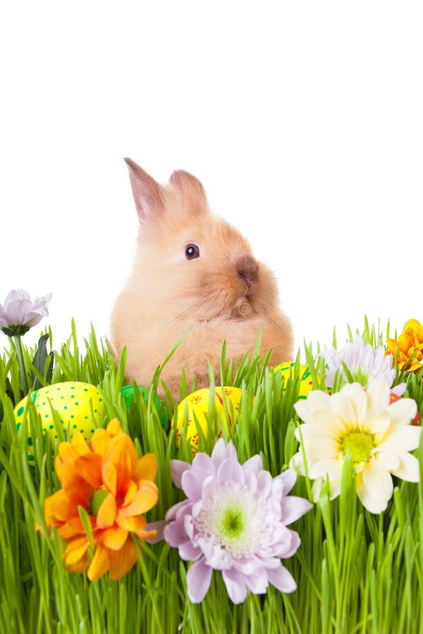 Brown Baby Rabbit in Green Grass with Flowers and Stock Image - Image ...