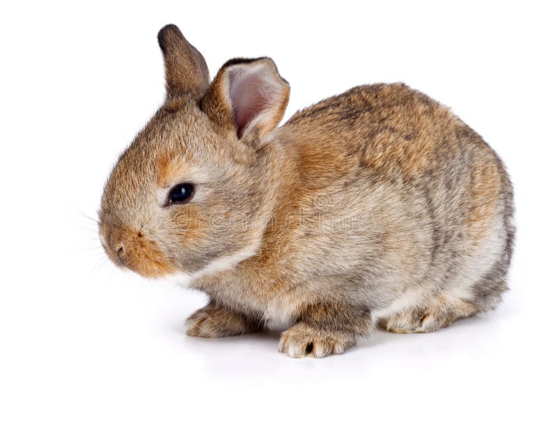 Set of brown baby rabbits stock image. Image of buck - 16951213