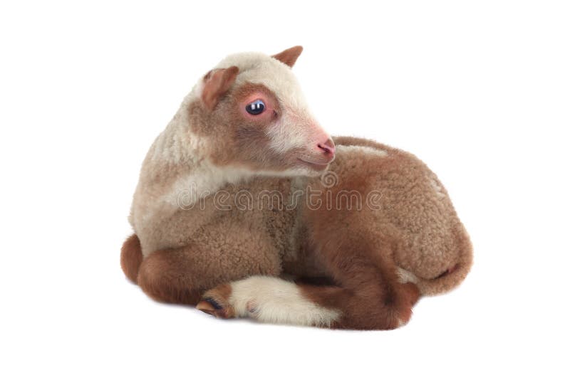 Two baby sheep on a white stock image. Image of studio - 129290161