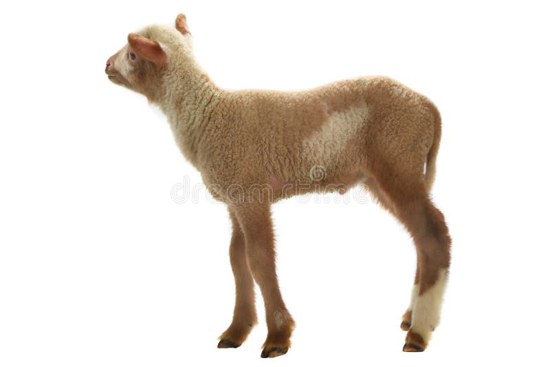 Two baby sheep on a white stock image. Image of studio - 129290161