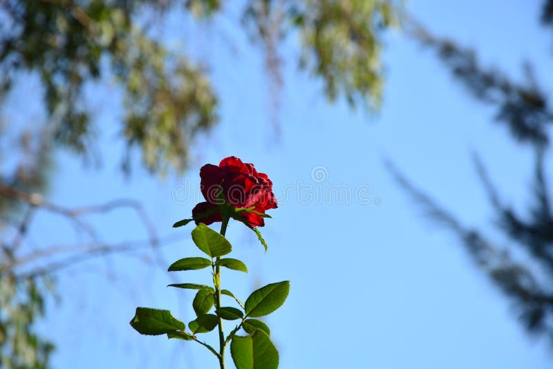 Blue Background and Red Rose Stock Image - Image of rose, brown: 172809861