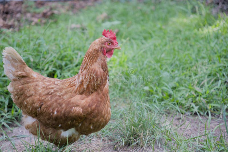 Brown Backyard Chicken on Grass Looking Right Stock Image - Image of ...