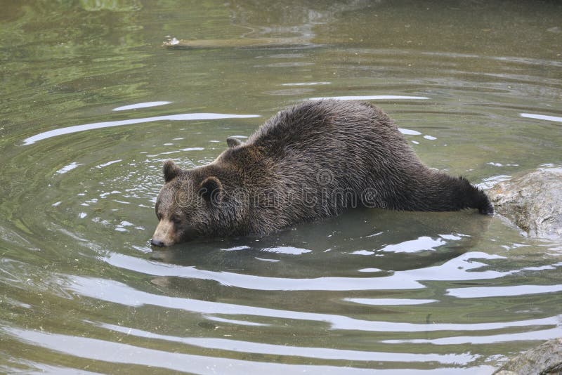 Brown baer stock image. Image of freedom, feeding, supervision - 14107579