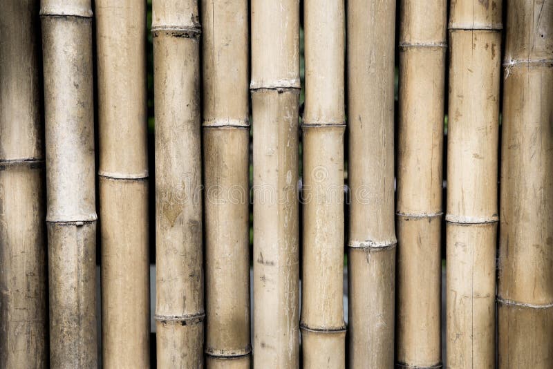 Bamboo wall stock image. Image of natural, fence, oriental - 24111773