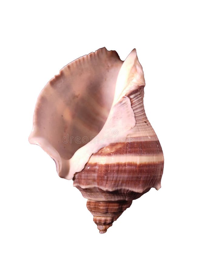 Brown Banded Fiber Conch View from Top Aperture Side Up Stock Photo ...