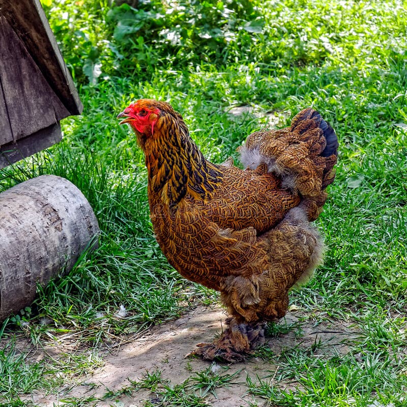 Booted bantam chicken stock image. Image of small, farm - 4635115