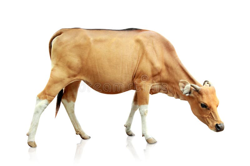 Banteng on White Background Stock Image - Image of mammal, thailand ...