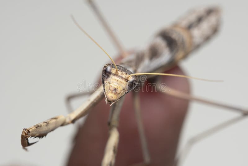 Brown Bark and Ground Mantis Looking in the Camera Stock Image - Image ...