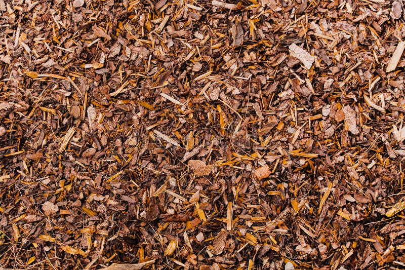 Brown Bark Mulch Texture in the Forest of the Woods Stock Image - Image ...
