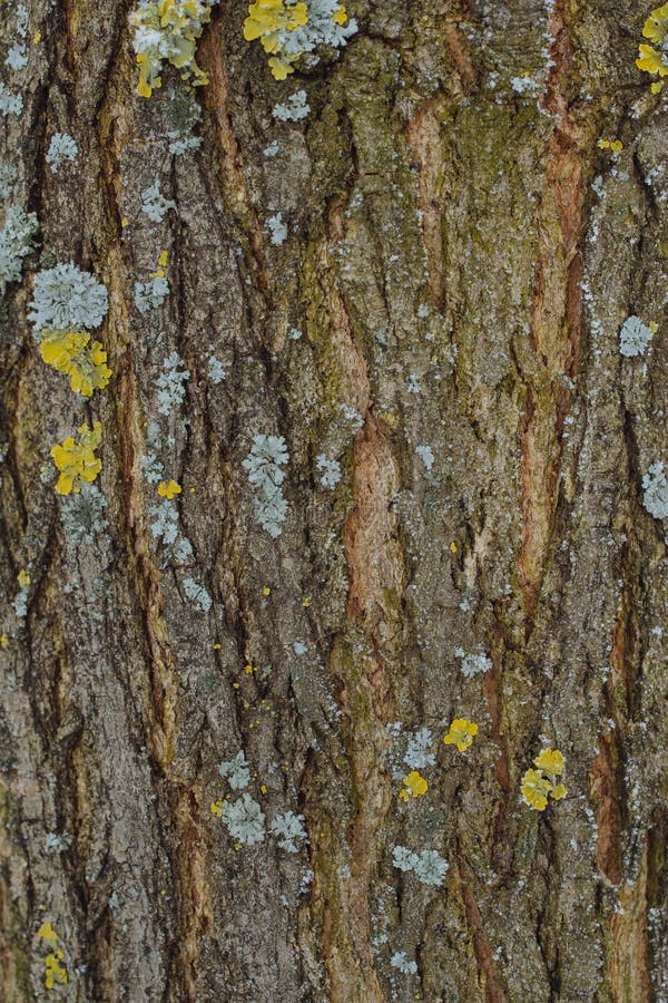 Brown Bark of a Robinia Tree Stock Photo - Image of structure, texture ...