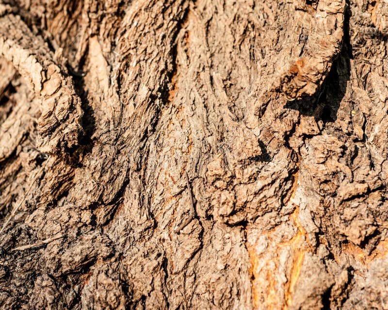 Brown bark texture stock photo. Image of plant, aging - 134876328