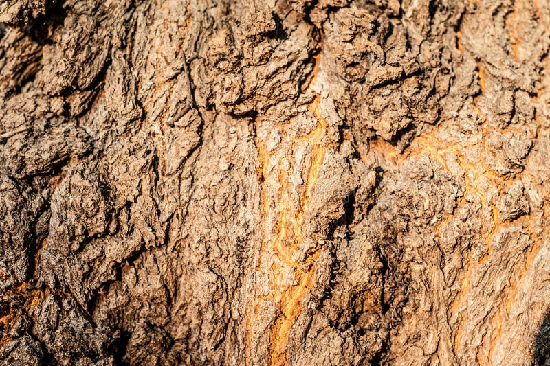 Brown bark texture stock image. Image of element, wood - 134876343