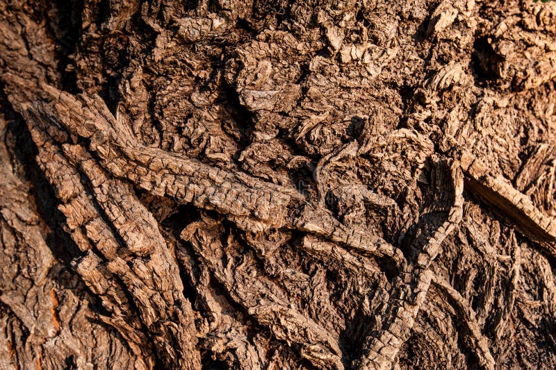 Brown bark texture stock image. Image of texture, timber - 134876291