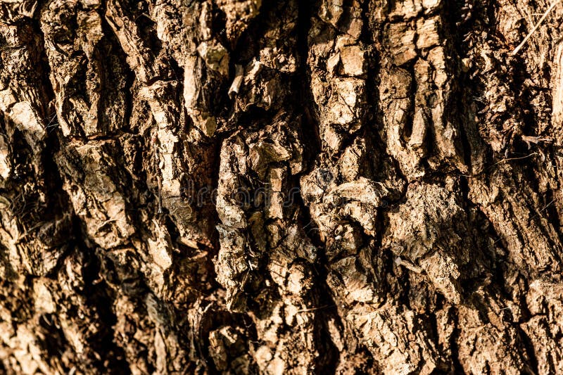 Brown bark texture stock image. Image of wooden, material - 134876361
